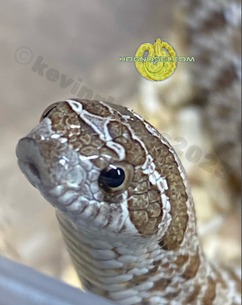 Specter Aka Arctic Pistachio 66% Sable 50% Axanthic Western Hognose by ...
