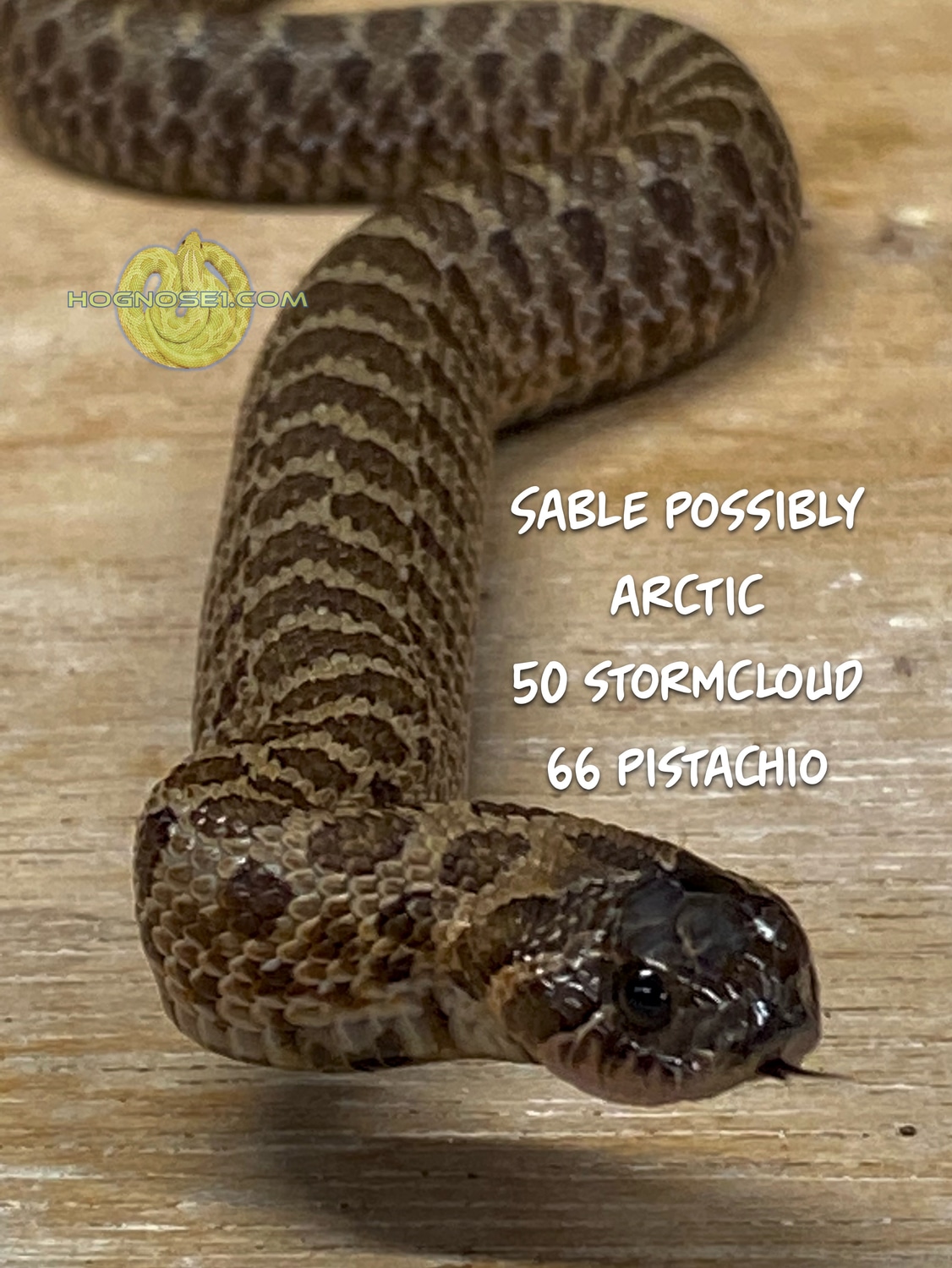 Sable Pos Het Stormcloud Pistachio Western Hognose by Hognose1.com ...