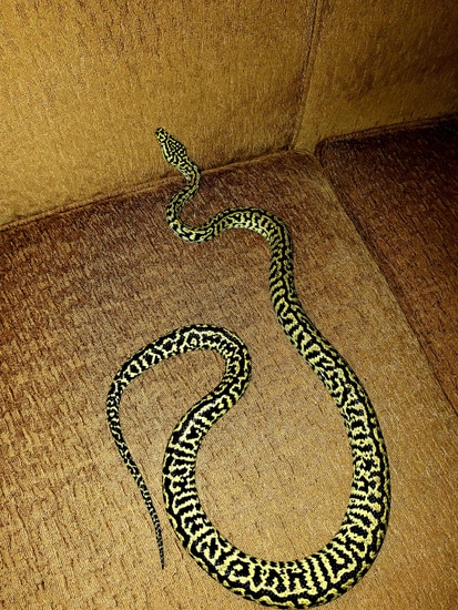 Zebra Jungle Jungle Carpet Python by Genes Geckos