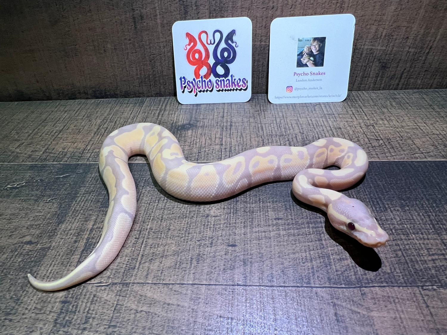 Banana Calico Ball Python by Psycho Snakes - MorphMarket