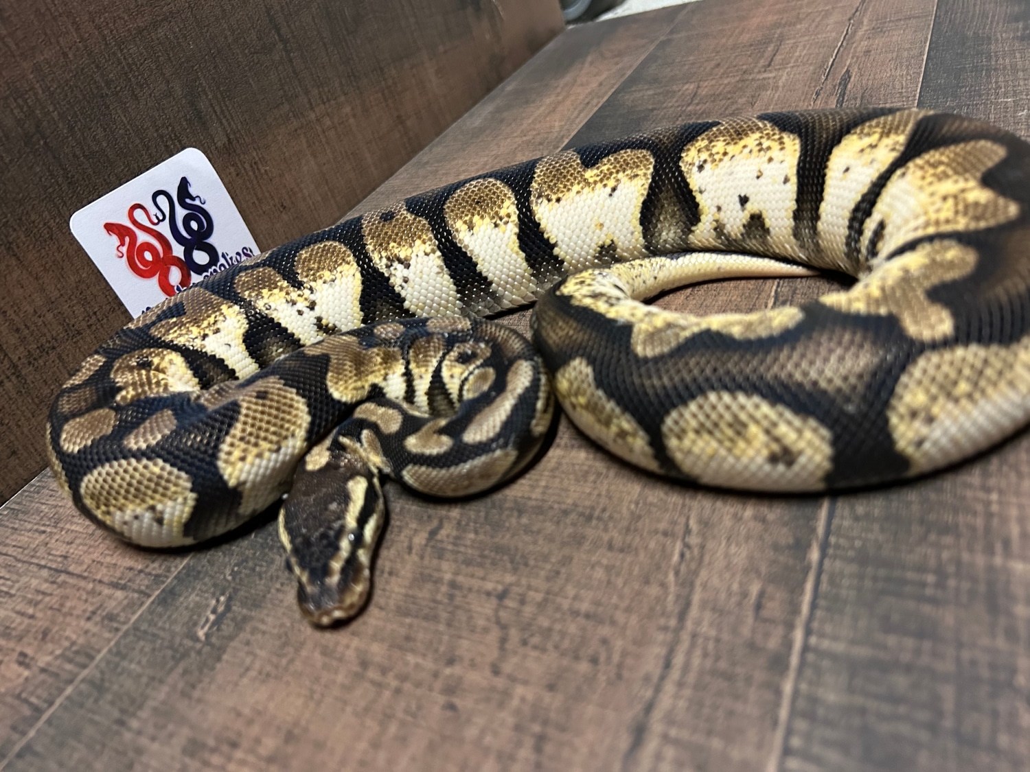 Calico Pastel Ball Python by Psycho Snakes - MorphMarket