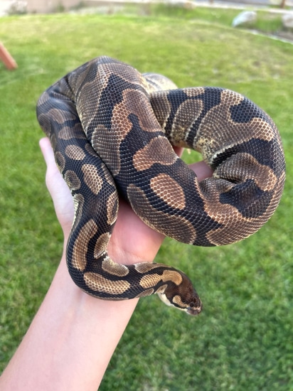 Enchi Ball Python by Psycho Snakes