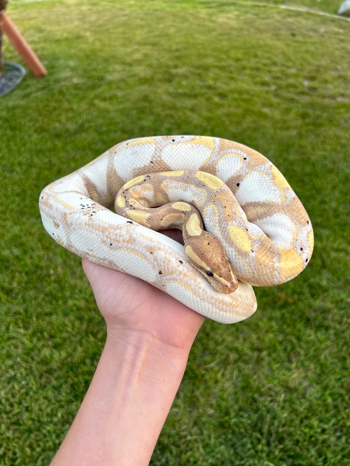 Banana Calico RTB Ball Python by Psycho Snakes - MorphMarket