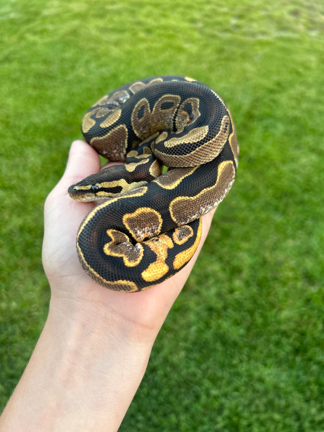 Calico With A Ringer Ball Python by Psycho Snakes - MorphMarket