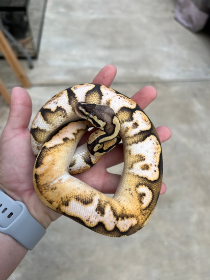 Pastel Calico Ball Python by Psycho Snakes