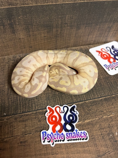 Super Banana Enchi Pastel Het Pied Ball Python by Psycho Snakes