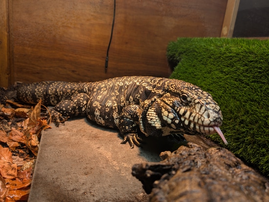 Male B&W Tegu - Rehome Argentine Tegus by NE reptiles