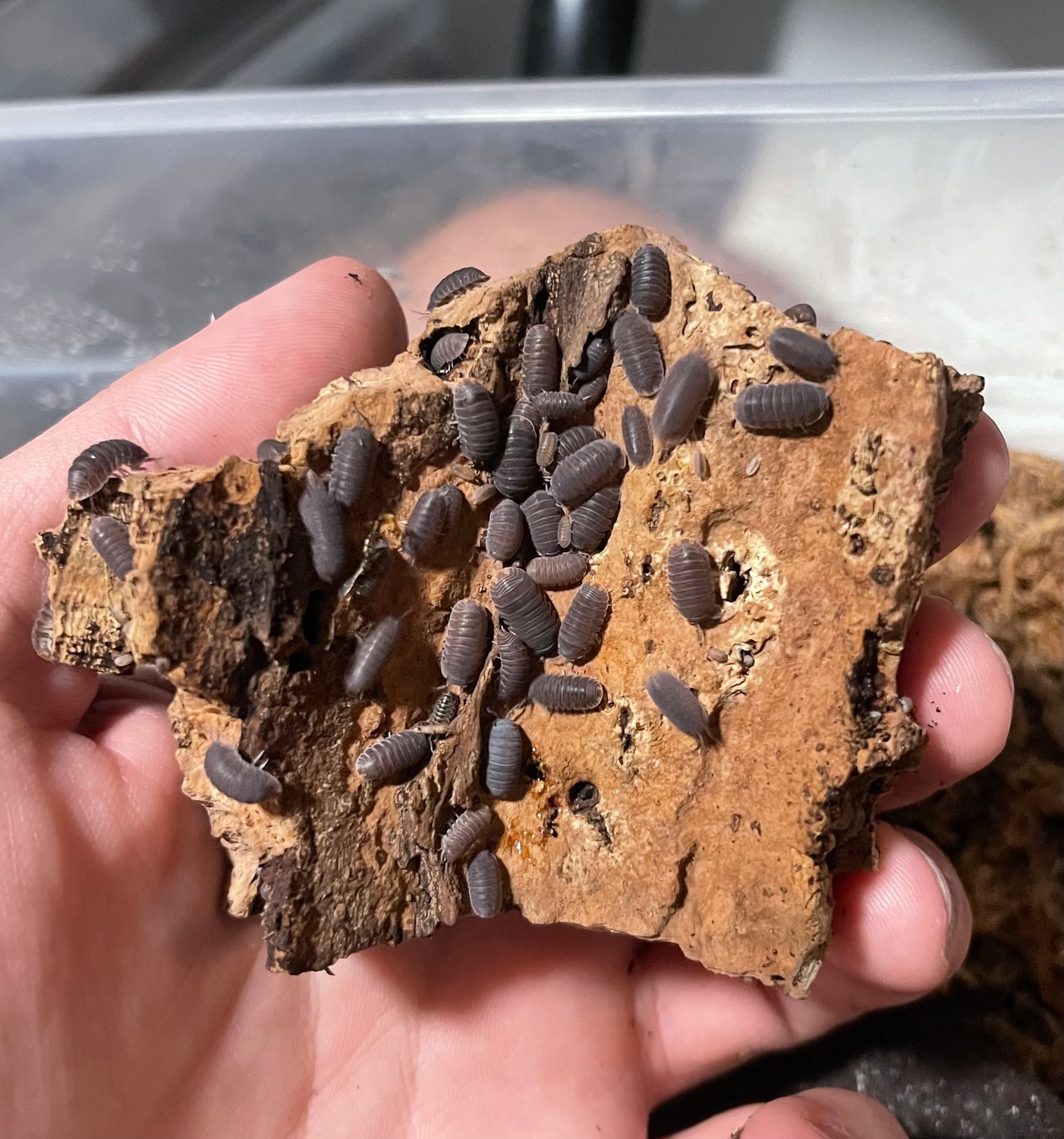 Cubaris Murina “Little Seas” 10ct Isopod by Krispy’s Kritters - MorphMarket