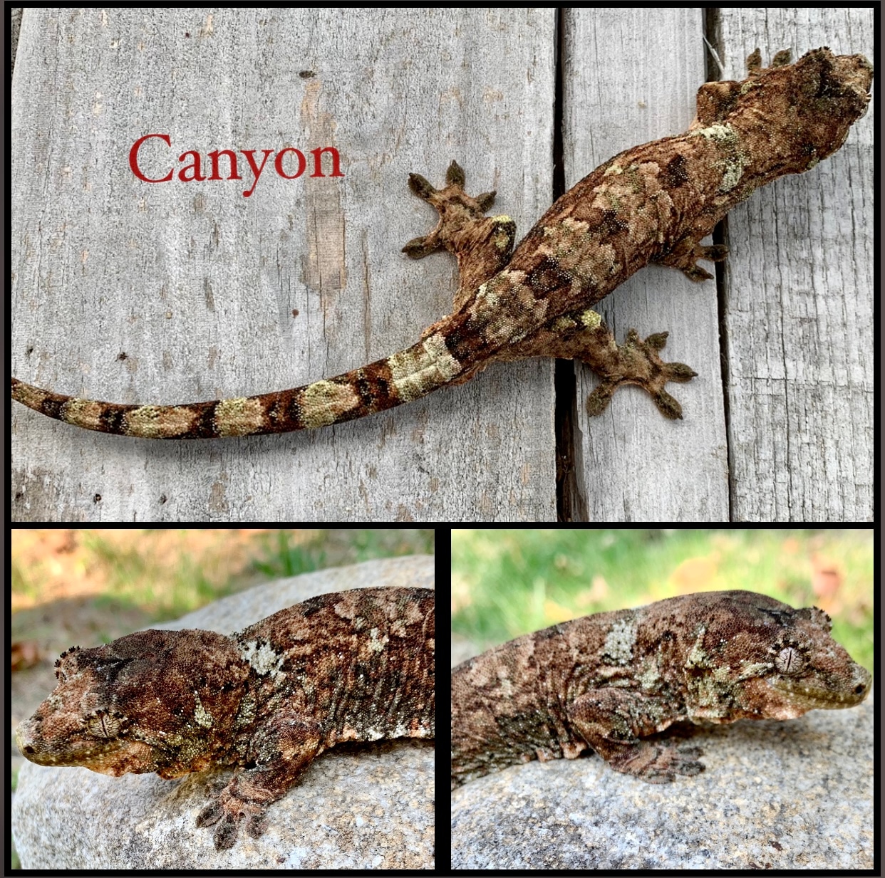 Proven Pair Pine Island Chahoua Gecko by Harvest Moon Geckos - MorphMarket