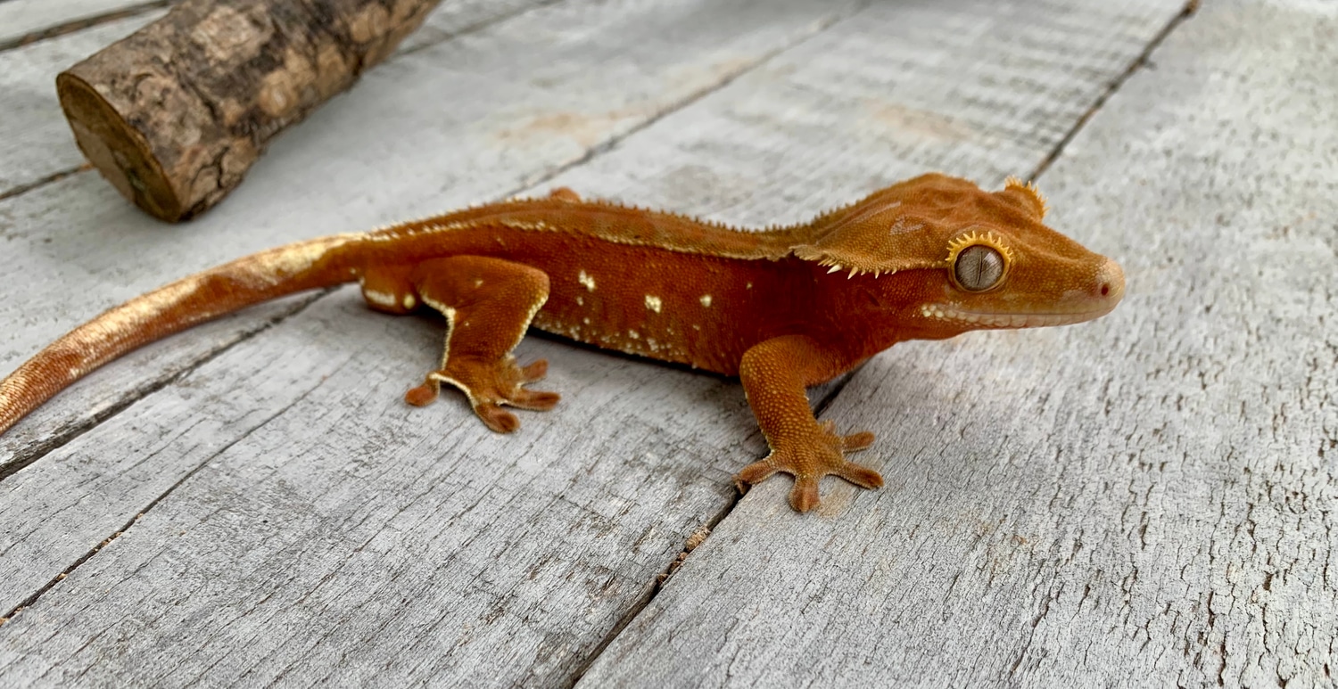 Red Porthole Crested Gecko by Harvest Moon Geckos - MorphMarket