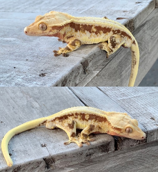 Red Lilly White / Shipping Included Crested Gecko by Harvest Moon Geckos