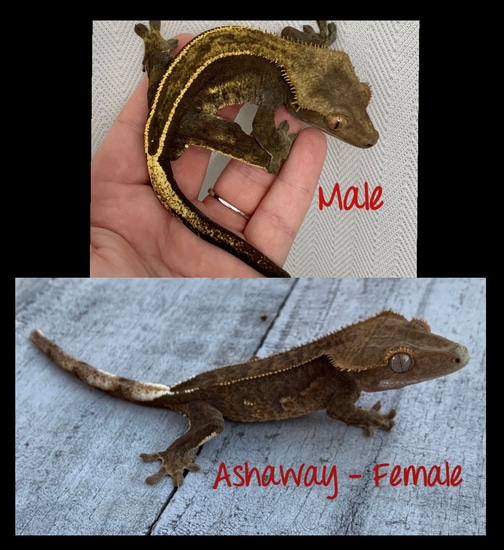 Chocolate Pair Crested Gecko by Harvest Moon Geckos