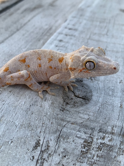 Orange Blotch Gargoyle Gecko by Harvest Moon Geckos