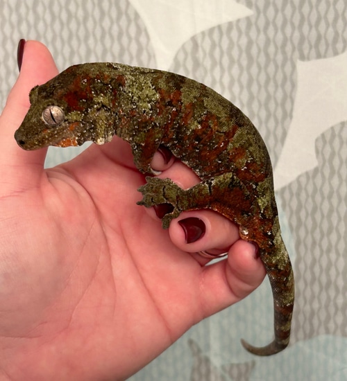 Pine Island Pair Chahoua Gecko by Harvest Moon Geckos