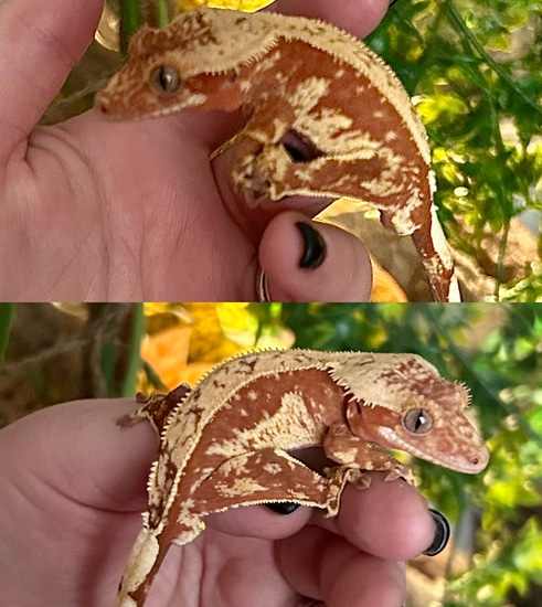 White Spot Red Base Crested Gecko by Harvest Moon Geckos