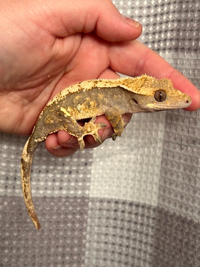 Pretty Harlequin Crested Gecko by Harvest Moon Geckos