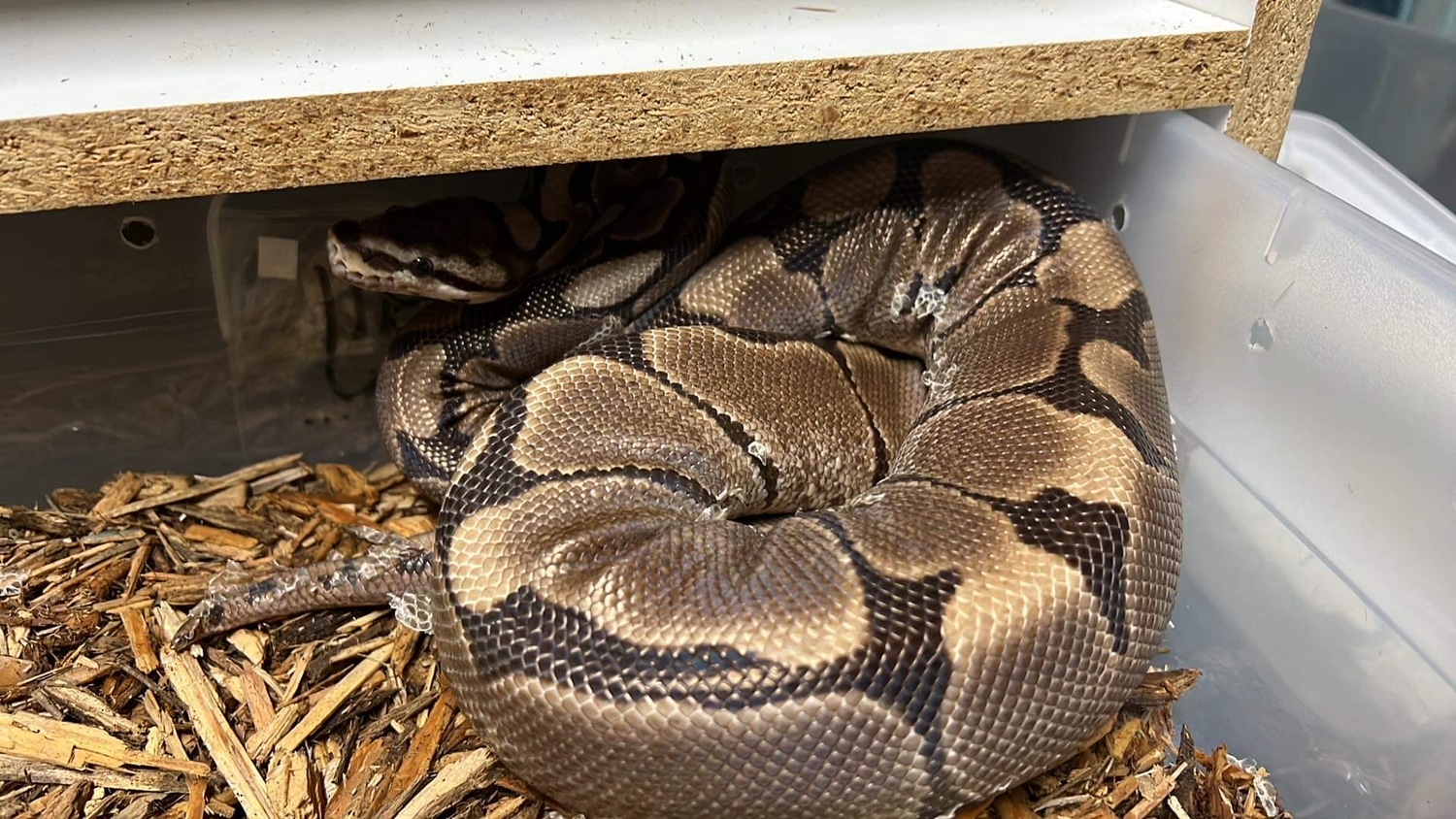 Woma Ball Python by Down South Balls - MorphMarket