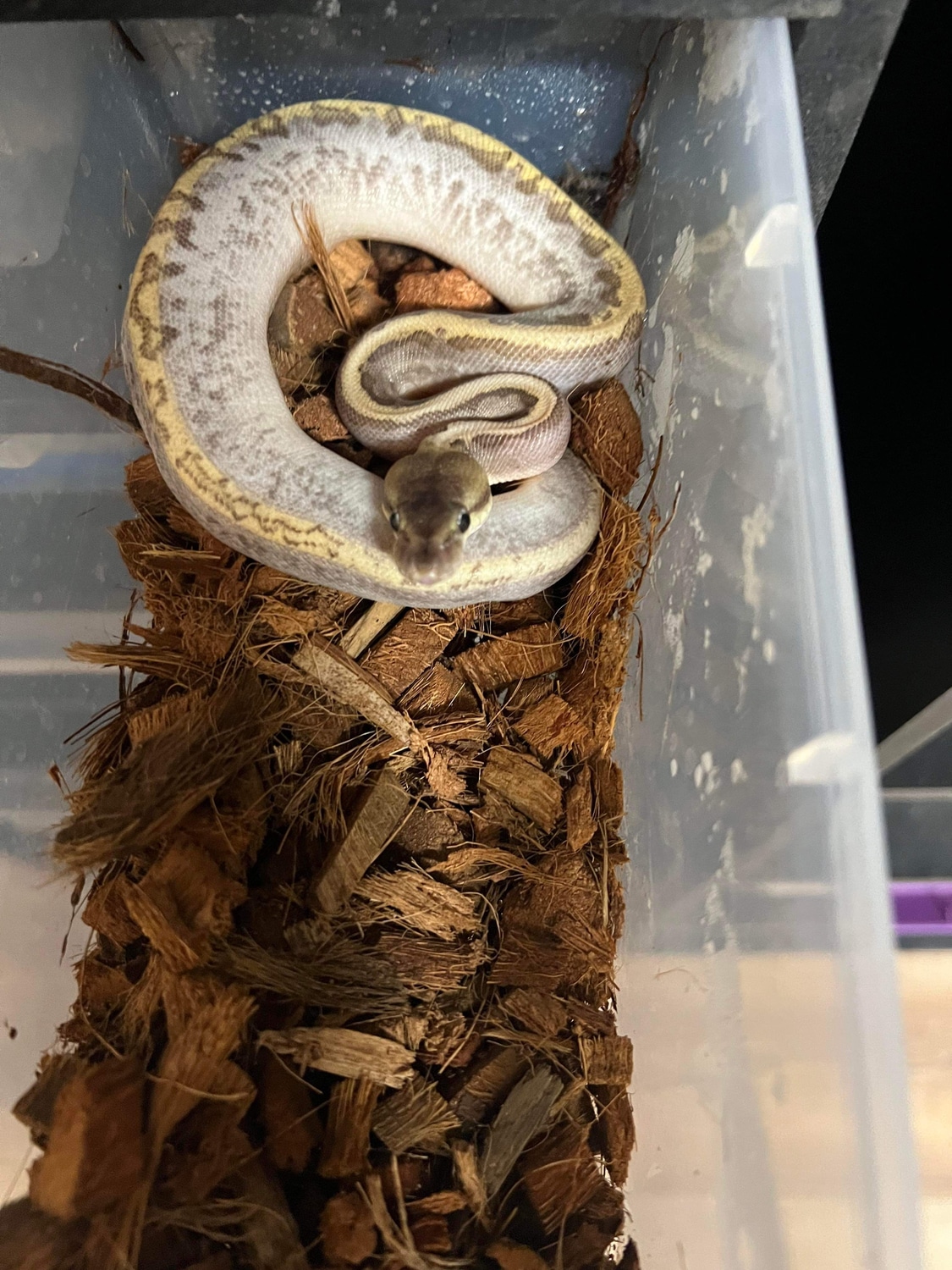 Pastel Bamboo Calico Cinnamon Pinstripe Ball Python by Down South Balls ...