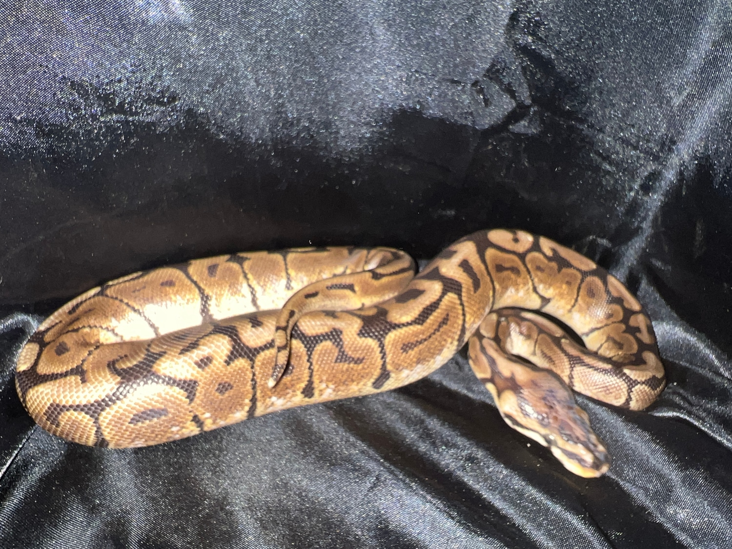 Spider Poss OD Het Pied Ball Python by Down South Balls - MorphMarket