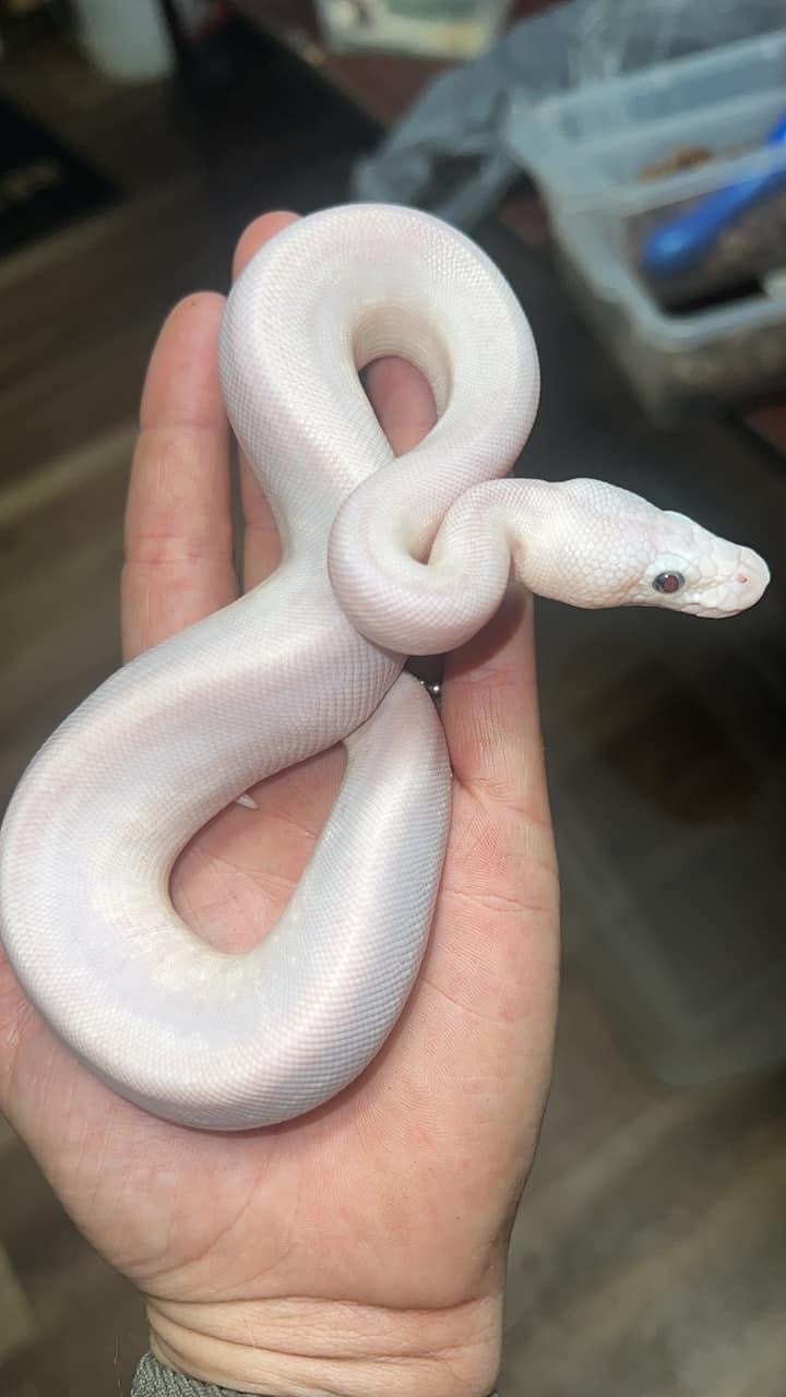 Bamboo/butter Blue Eyed Lucy Ball Python by Down South Balls - MorphMarket
