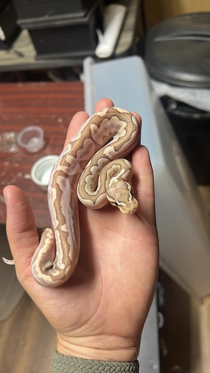 Pastel Bamboo Calico Ball Python by Down South Balls - MorphMarket
