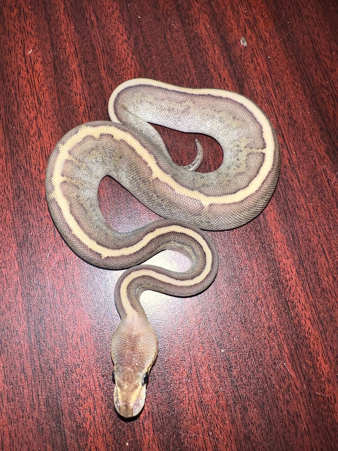 2023 Pastel Super Chocolate Pinstripe Ball Python by Down South Balls ...