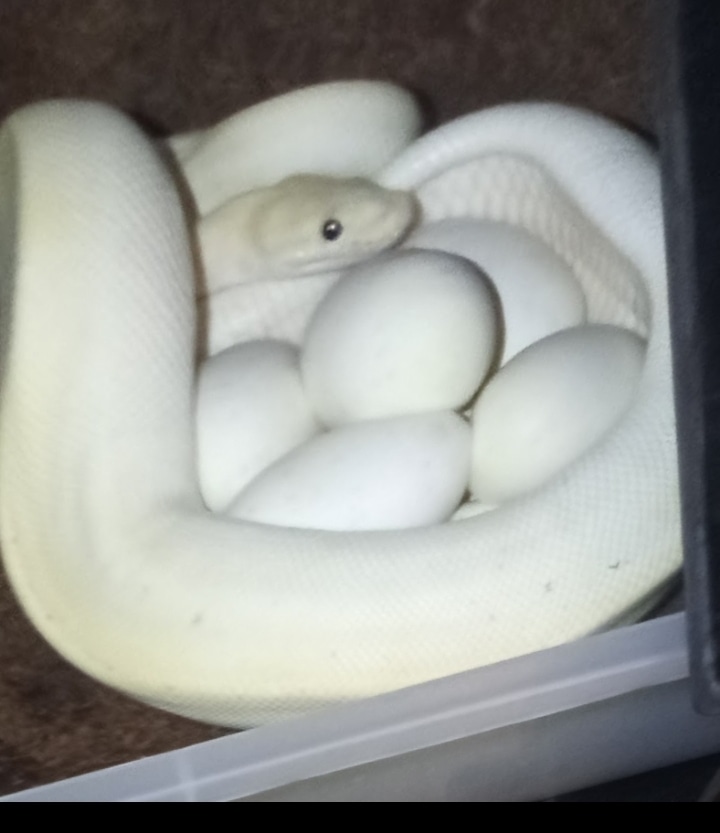 Champagne Lesser Pastel Breeder Ball Python by Nice Balls! - MorphMarket