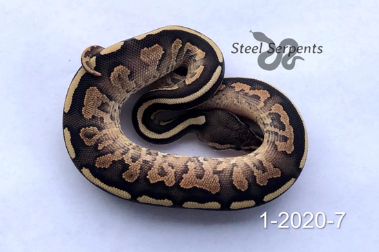 Cinnamon Fire Yellowbelly Ball Python by Steel Serpents