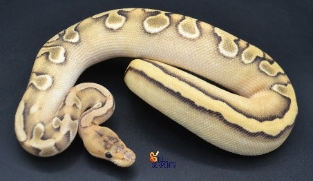 Super Enchi OD Champagne 50% Het Hypo Ball Python by Steel Serpents ...