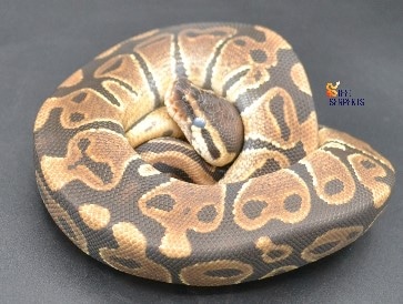 DH Clown Toffee Ball Python by Steel Serpents - MorphMarket