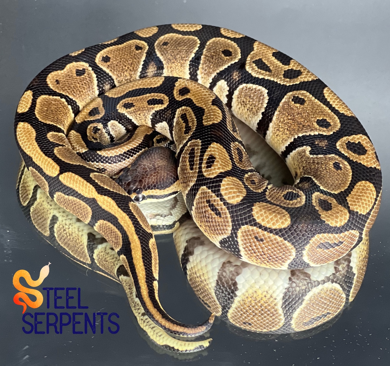 Normal Ball Python by Steel Serpents - MorphMarket