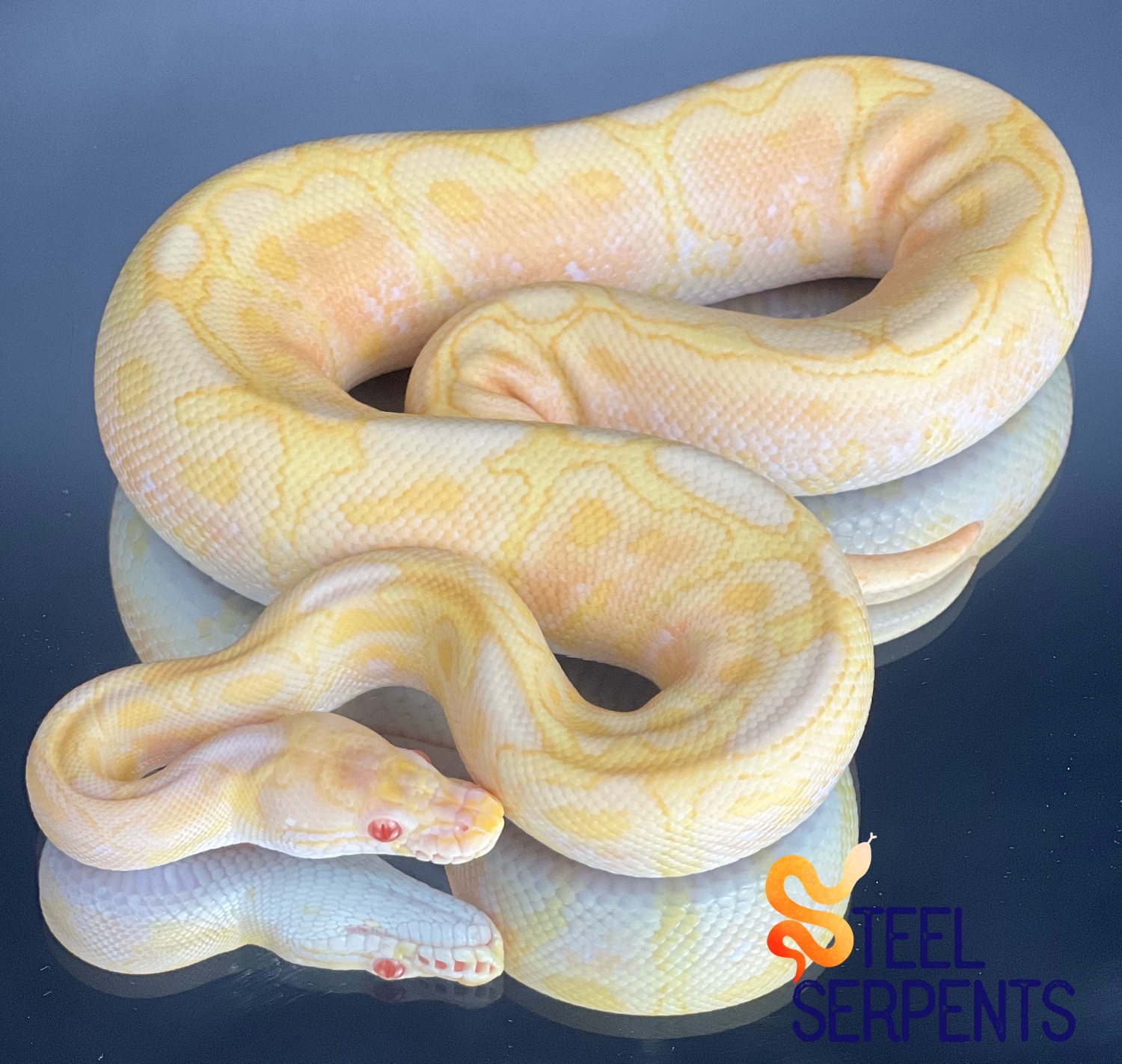 Albino Black Pastel Spider Pos Het Piebald Ball Python by Steel ...