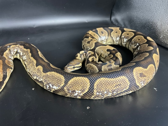Calico Ball Python by Steel Serpents