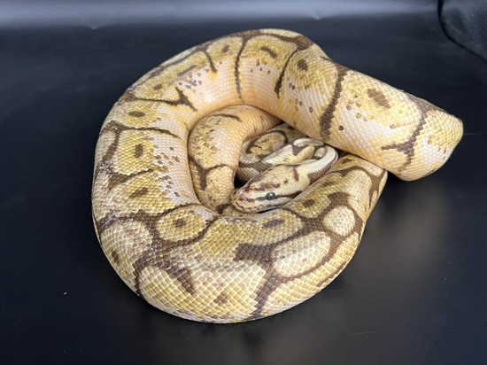 Bumblebee Ball Python by Steel Serpents
