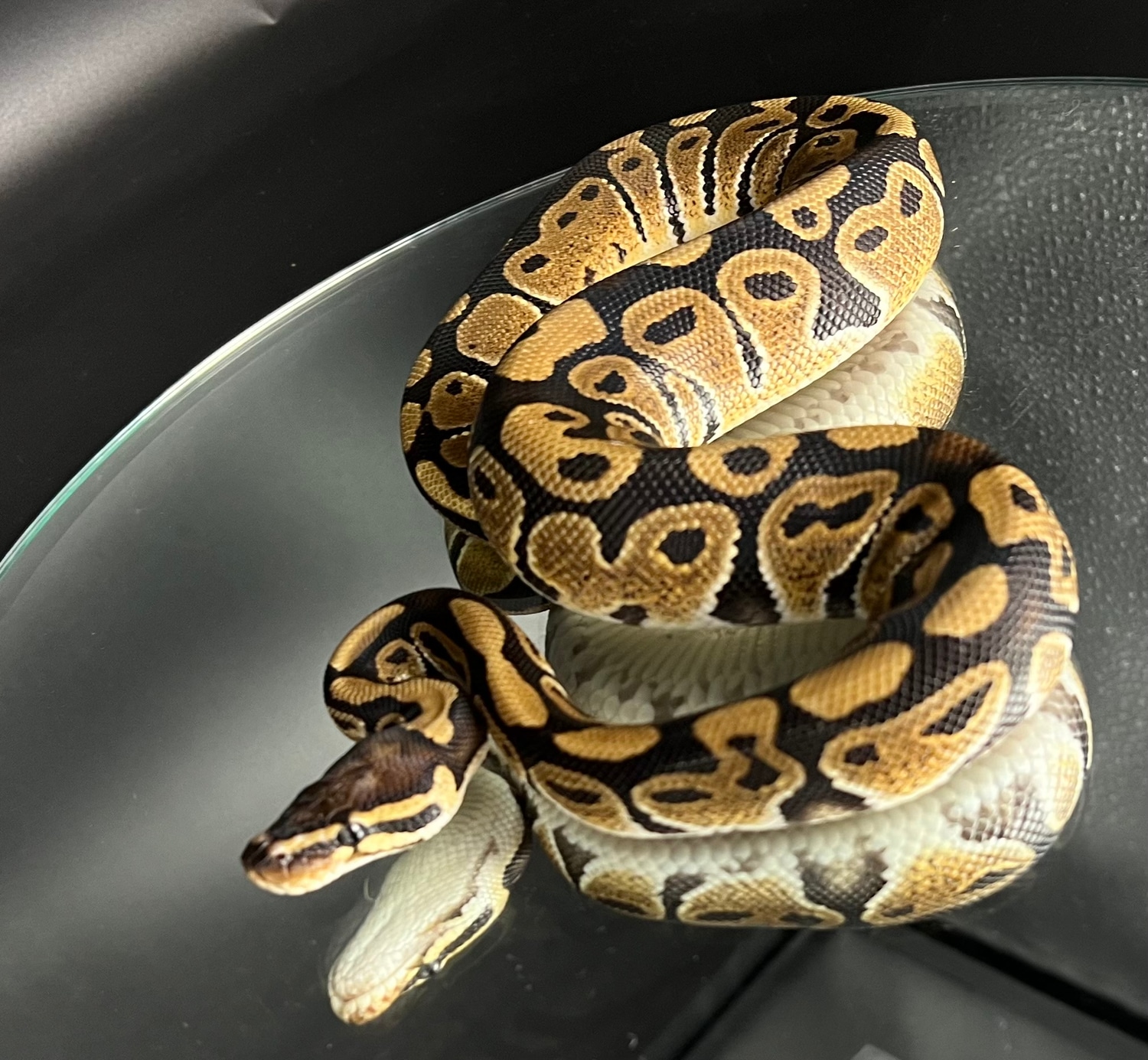 DH Clown Toffee Ball Python by Steel Serpents - MorphMarket