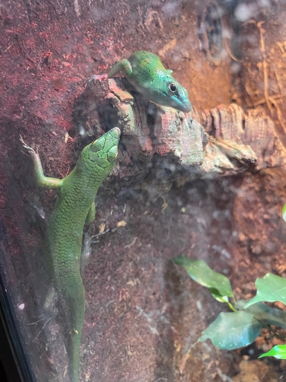 LTC Emerald Tree Skink Pair More Skink by Kristopher Bonneau’s Skinks