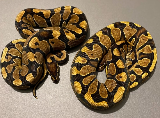 Enchi Het Desert Ghost (Bell Line) Female + Classic Het Desert Ghost ...