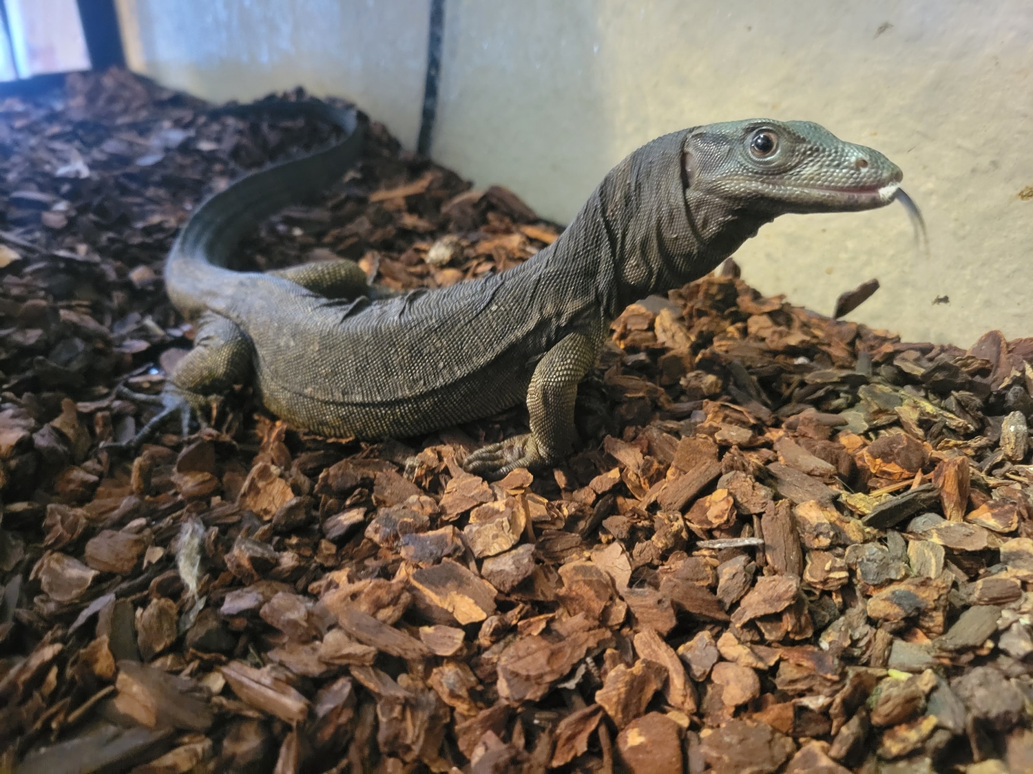 Beautiful CBB Black Dragon Water Monitor by Jason Pacheco - MorphMarket