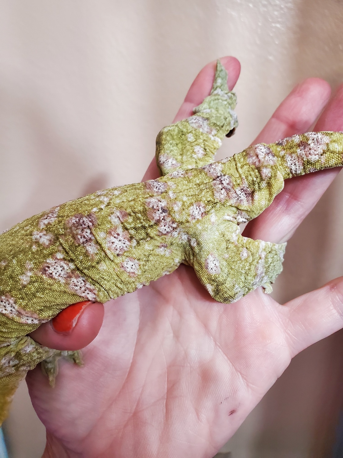 June Ami Holdback Release Free Shipping Leachianus Gecko by KDJ Geckos ...