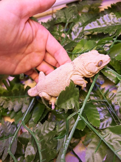 "Pink" Reticulated Proven Male Gargoyle Gecko by KDJ Geckos