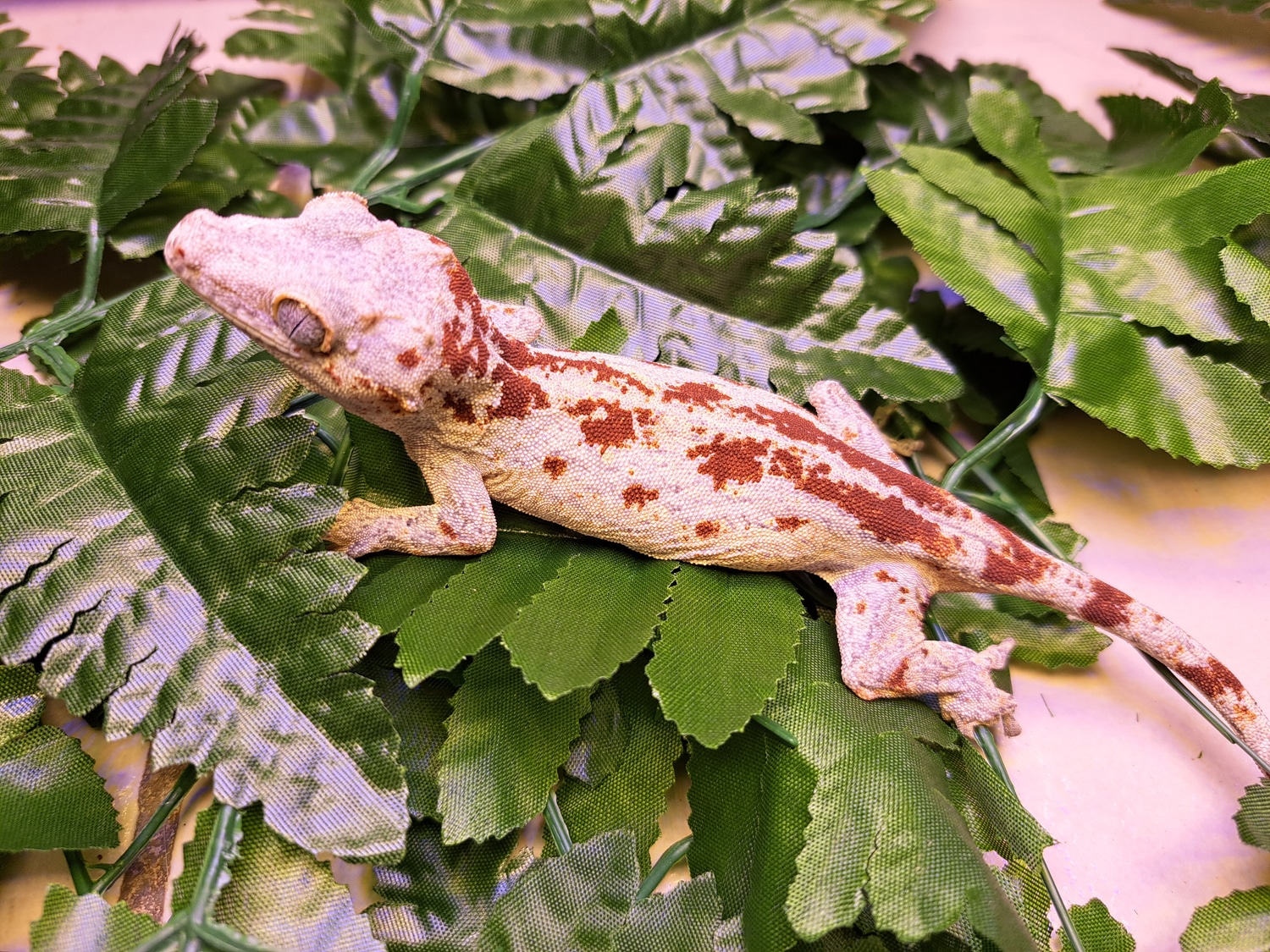 Red Striped Female Gargoyle Gecko by KDJ Geckos - MorphMarket