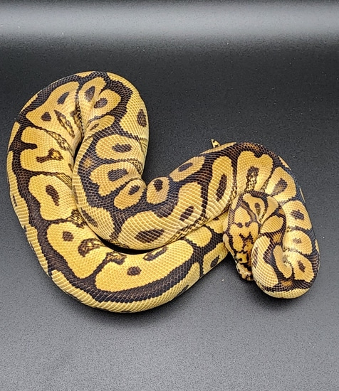 Spotnose Clown Ball Python by KZ Morph's