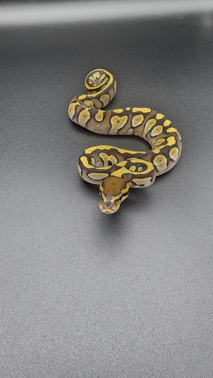 Mojave DBL Het Hypo DG Ball Python by KZ Morph's