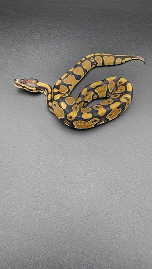 Normal 66% Het Pied Ball Python by KZ Morph's