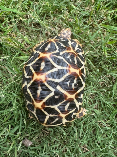 Indian Star Tortoise (2 Year Old) by Coastal Shells