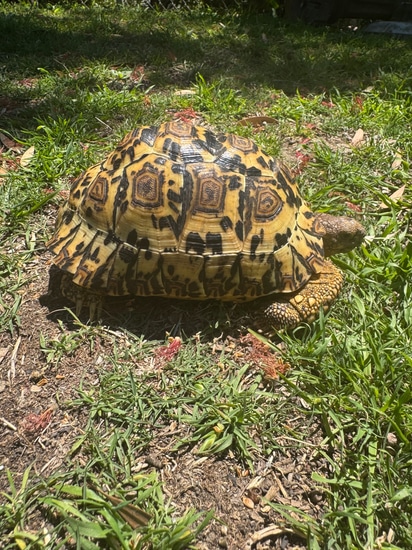 South African Giant Leopard Tortoise (Yearling) by Coastal Shells