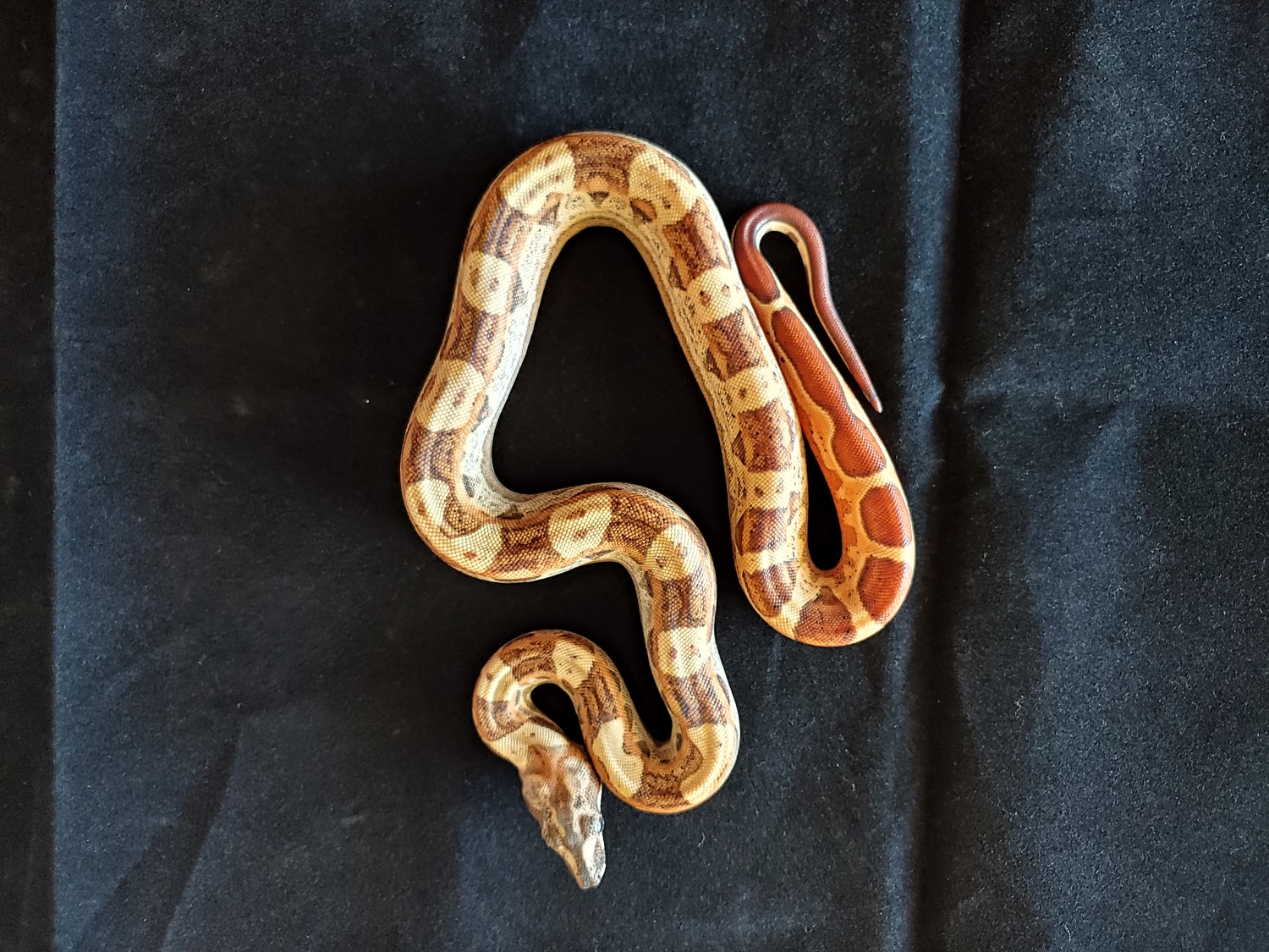 Hypo Motley 66ph Albino (Kahl) Pos Pastel Dream Boa Constrictor by ...