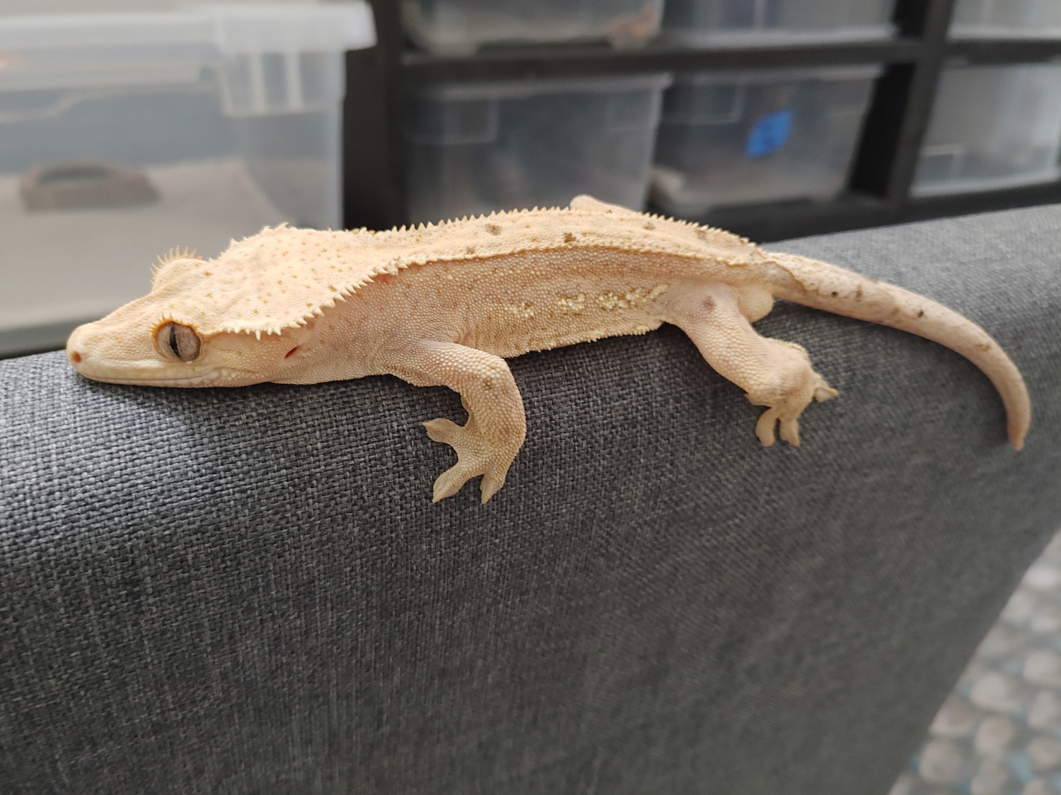 Cream Phantom Dalmation Crested Gecko by Kruzzer's Reptiles - MorphMarket