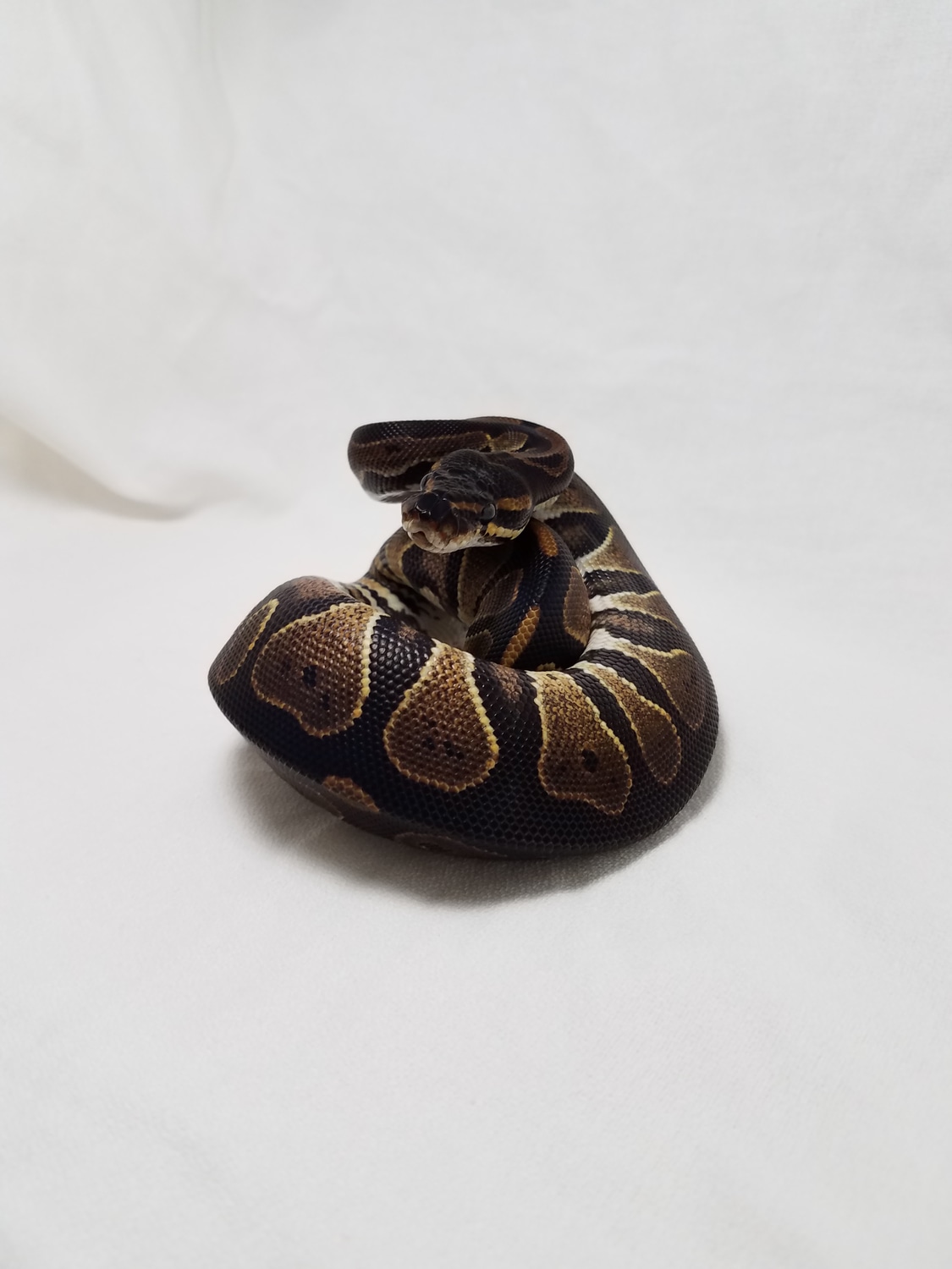 Blackhead Ball Python by Cryptic Keepers - MorphMarket