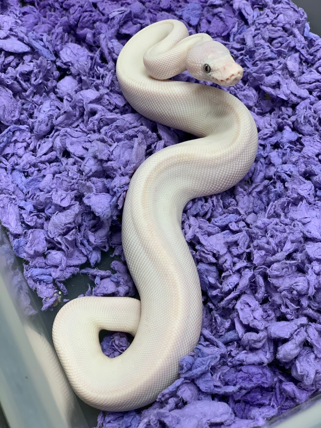 BEL Mojave Lesser Ball Python by Cryptic Keepers - MorphMarket